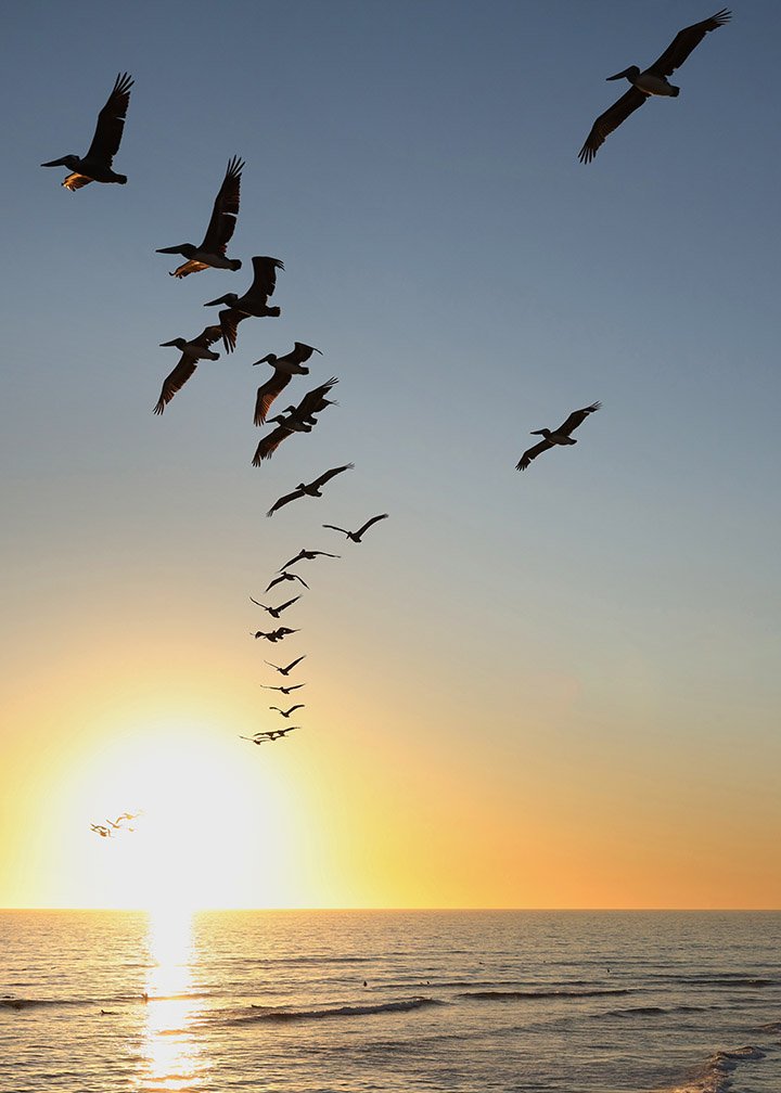 Tongue Scrapping for Gut Health – Ozco Goods